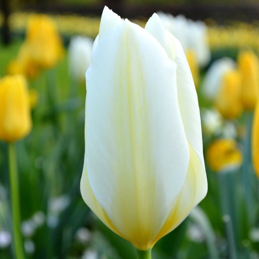 Tulipa Bulb Fosteriana Emperor White Emperor Tulip 100 | SiteOne
