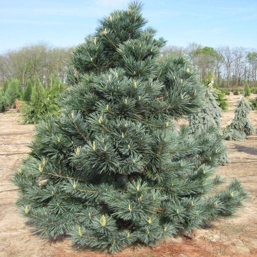 Pinus Flexilis Vanderwolfs Pyramid Limber Pine | SiteOne