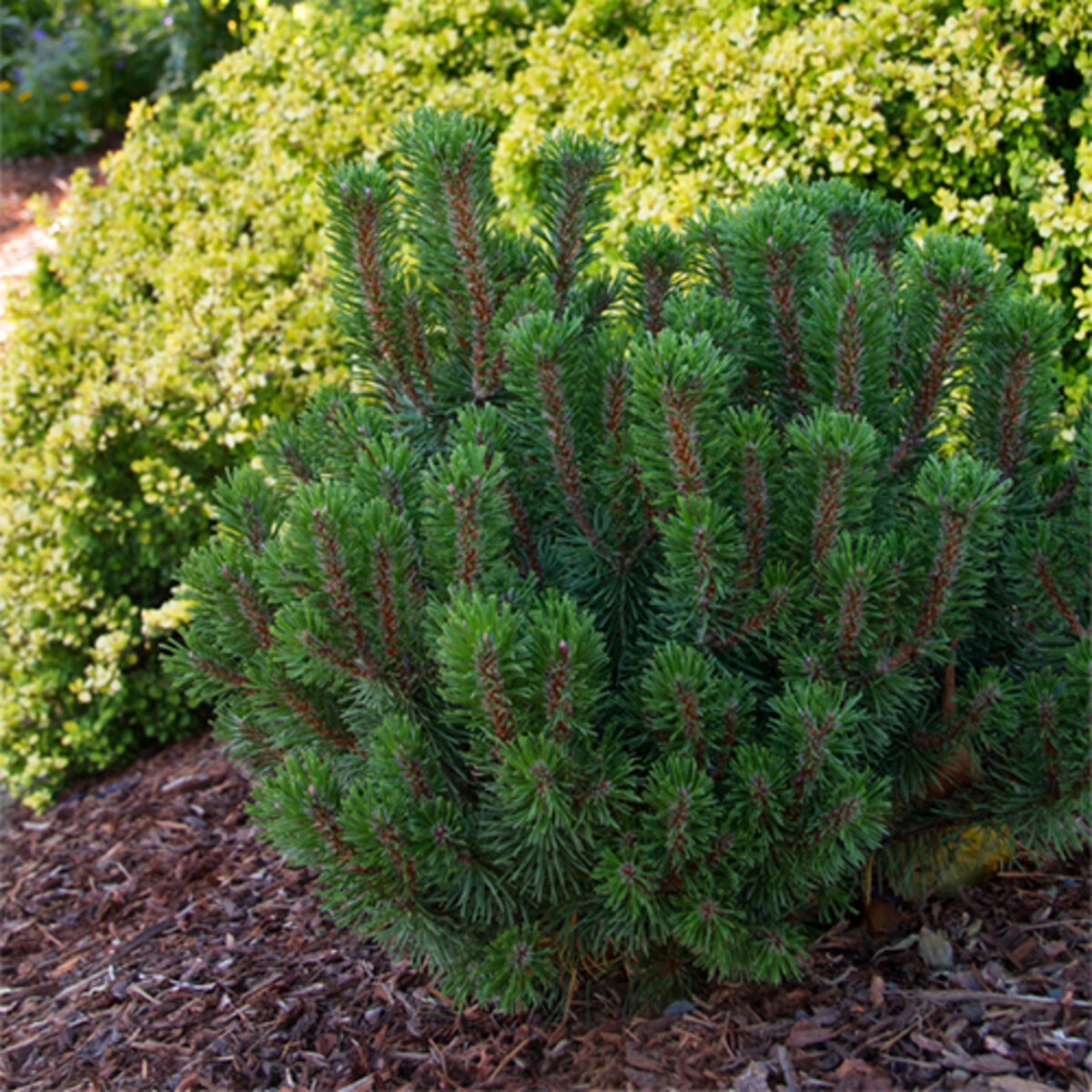 Pinus Mugo Slowmound Dwarf Mountain Pine | SiteOne
