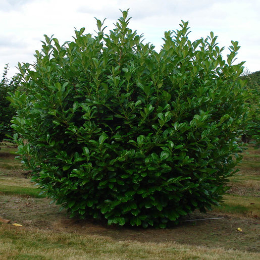 Prunus Caroliniana Compacta Cherry Laurel | SiteOne