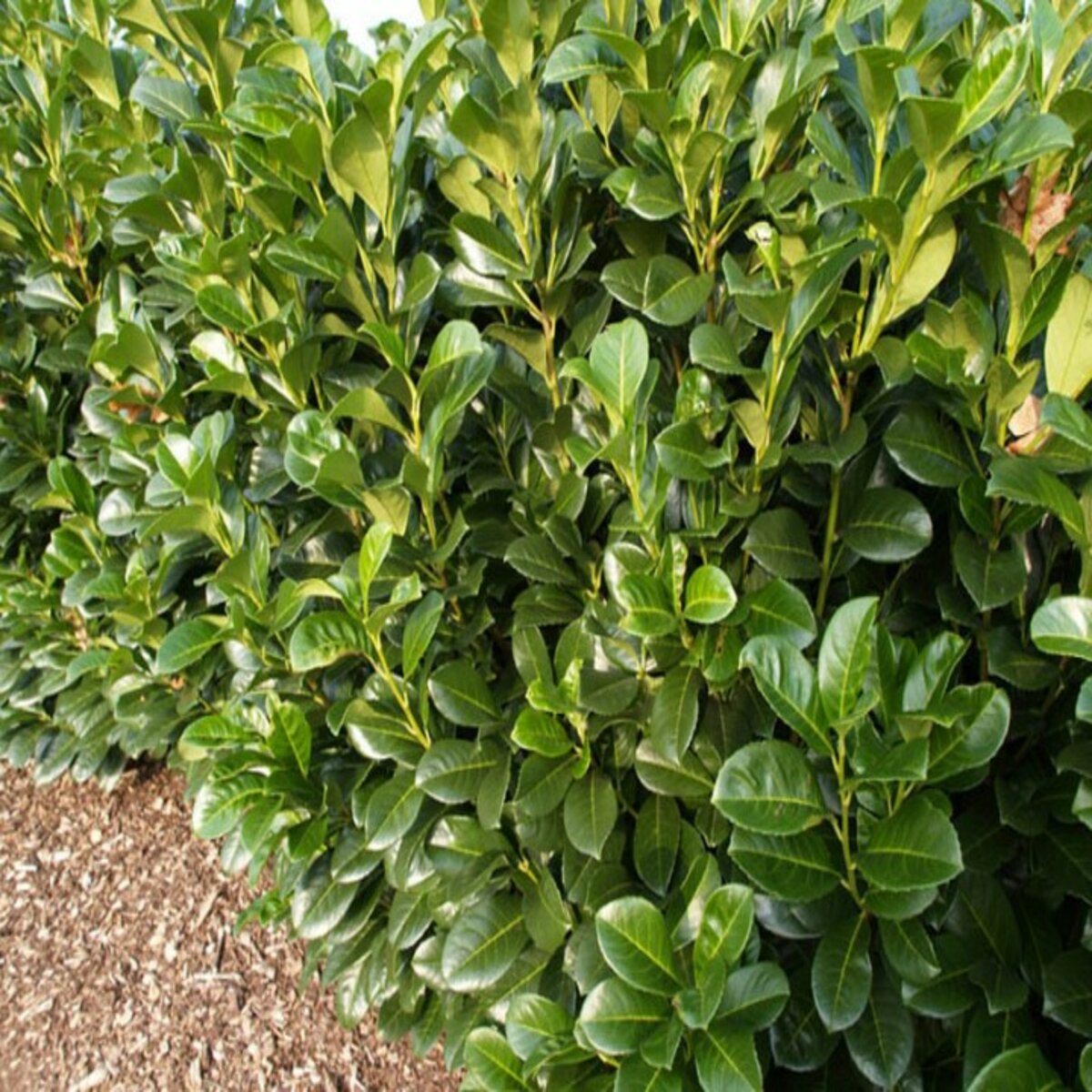 Prunus Laurocerasus Anbri Etna English Laurel | SiteOne