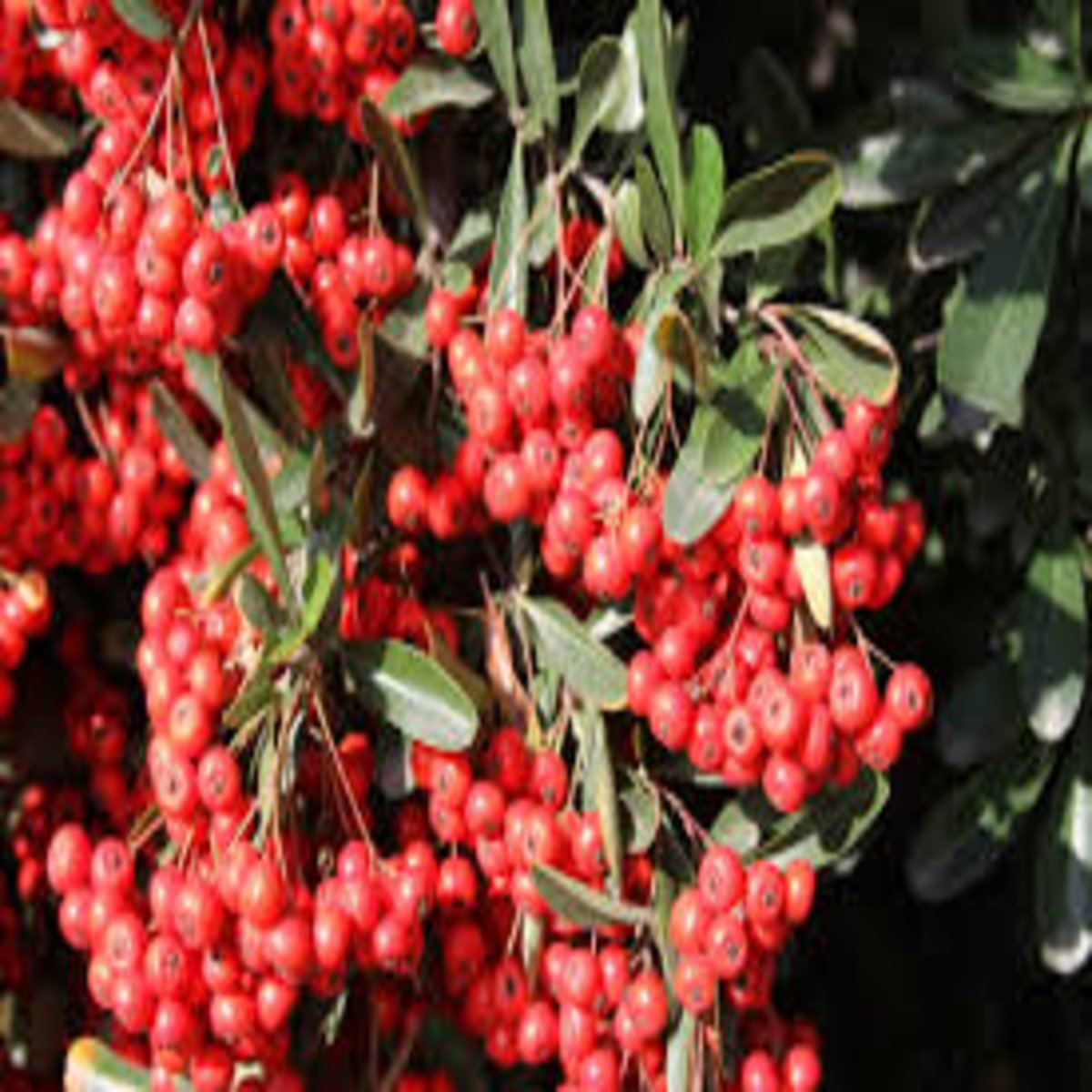 Pyracantha Koidzumii Victory Formosa Firethorn | SiteOne