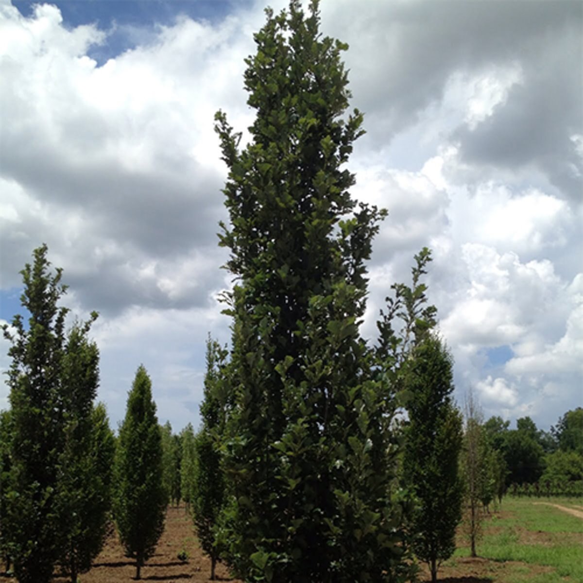 Quercus X Warei Regal Prince Oak | SiteOne