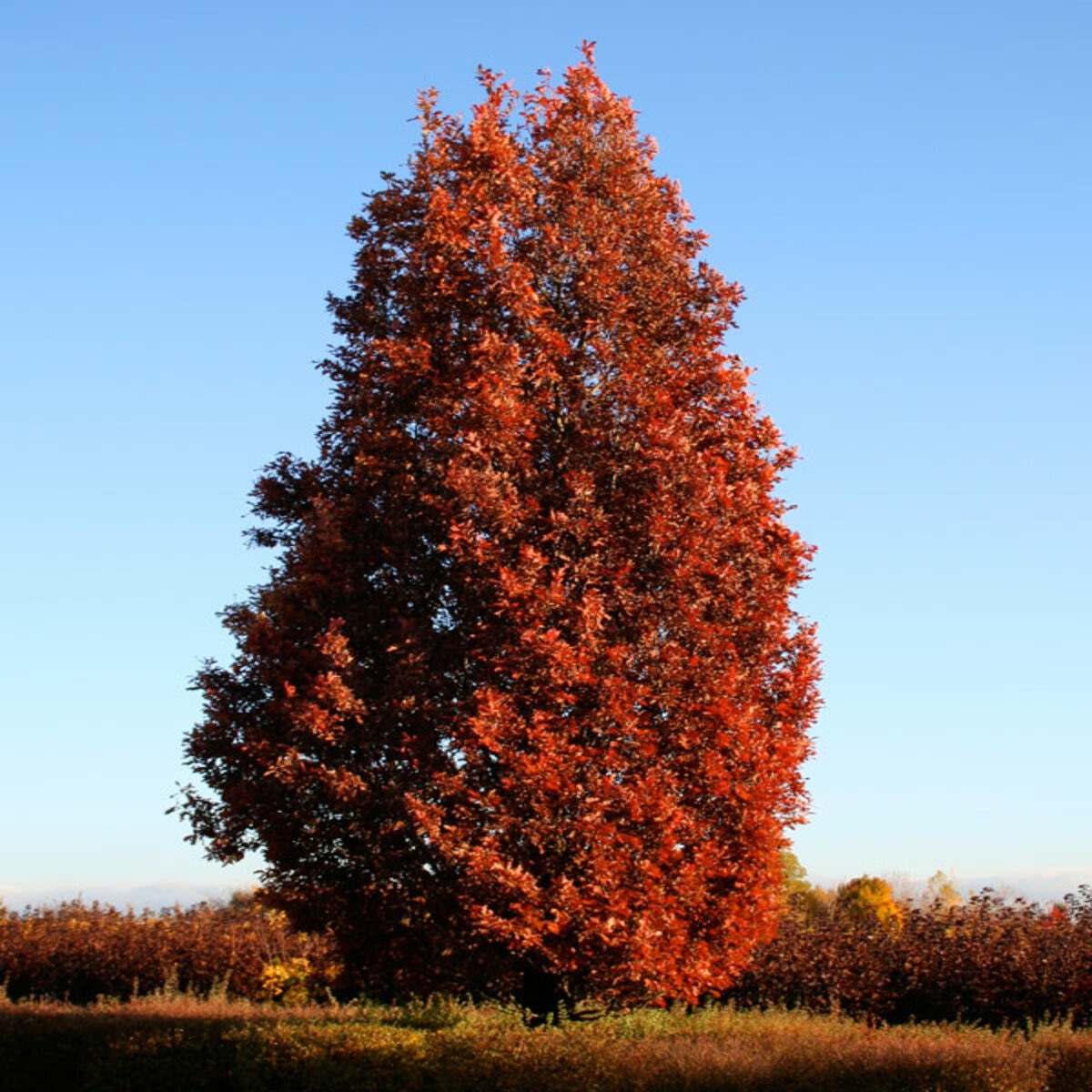 Quercus Robur X Alba Crimson Spire Oak | SiteOne