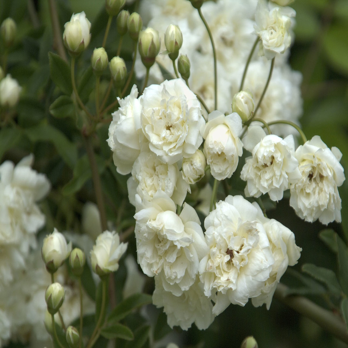 White Lady Banks Rose