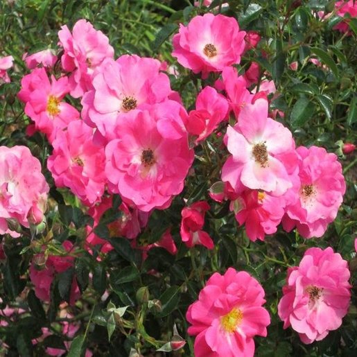 Rosa X Flower Carpet Pink Supreme Rose | SiteOne