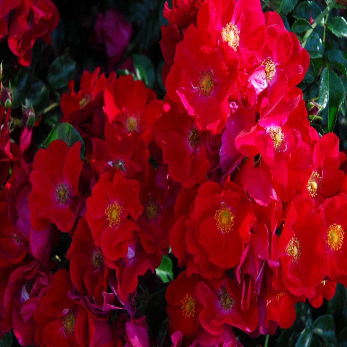 Rosa X Flower Carpet Noare Red Rose | SiteOne