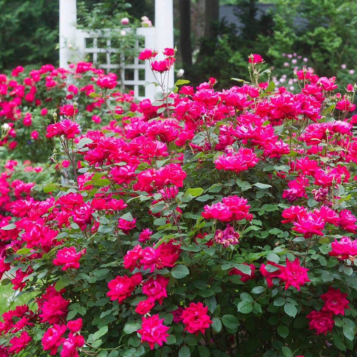Rosa X Double Red Knock Out Shrub Rose | SiteOne
