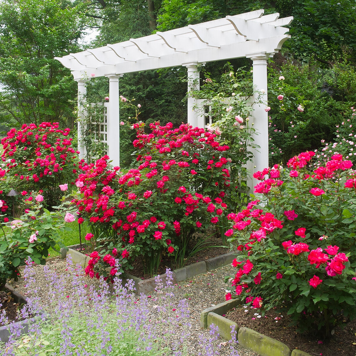 Rosa X Double Red Knock Out Shrub Rose | SiteOne