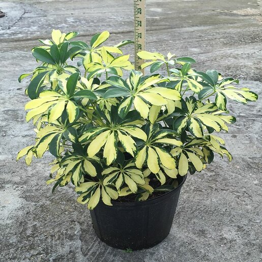 Schefflera Arboricola Trinette Umbrella Plant | SiteOne