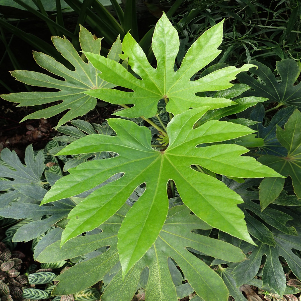 Fatsia Japonica Spiders Web Japanese Aralia | SiteOne