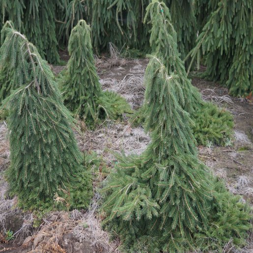 Picea Abies Formanek Norway Spruce | SiteOne