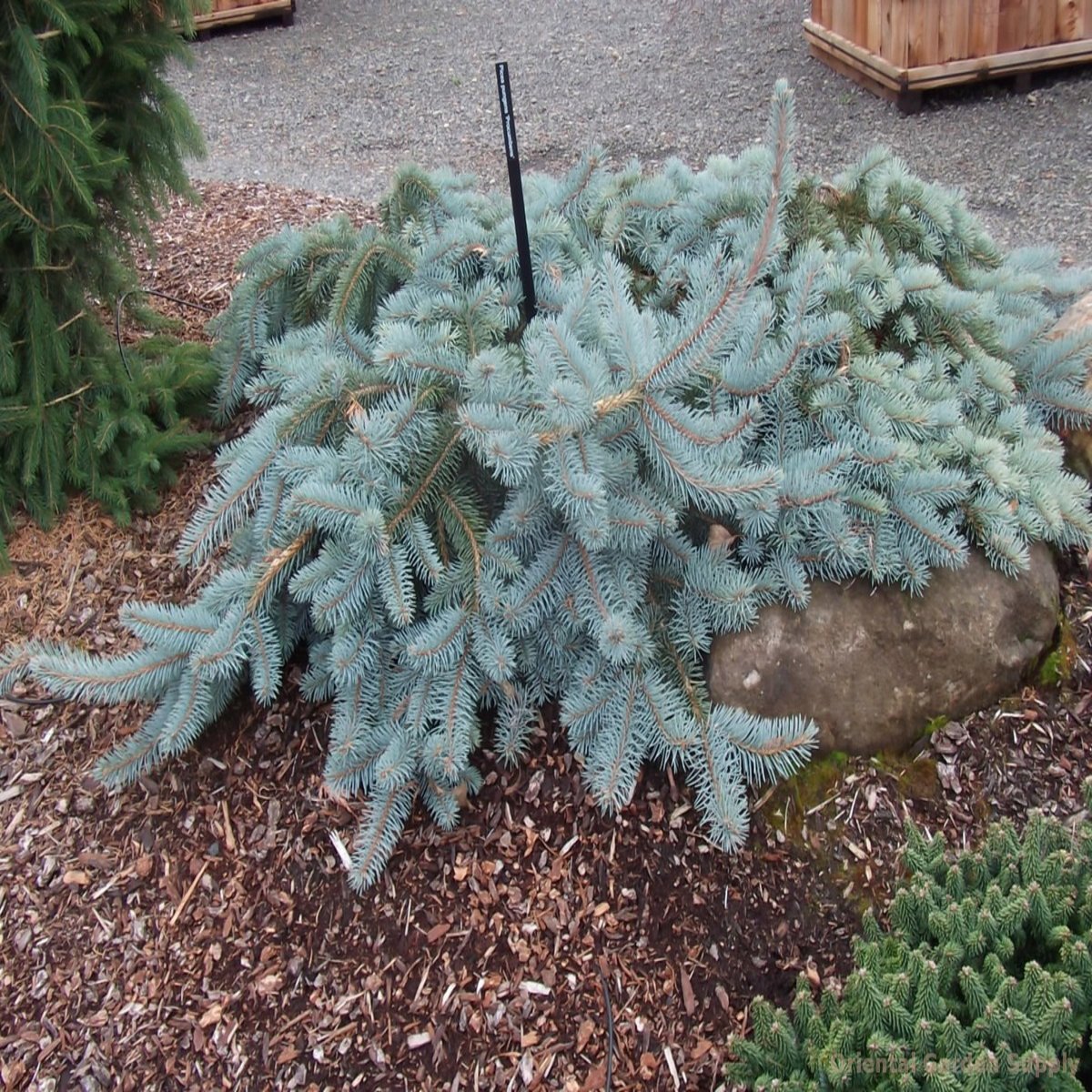 Picea Pungens Procumbens Blue Spruce | SiteOne