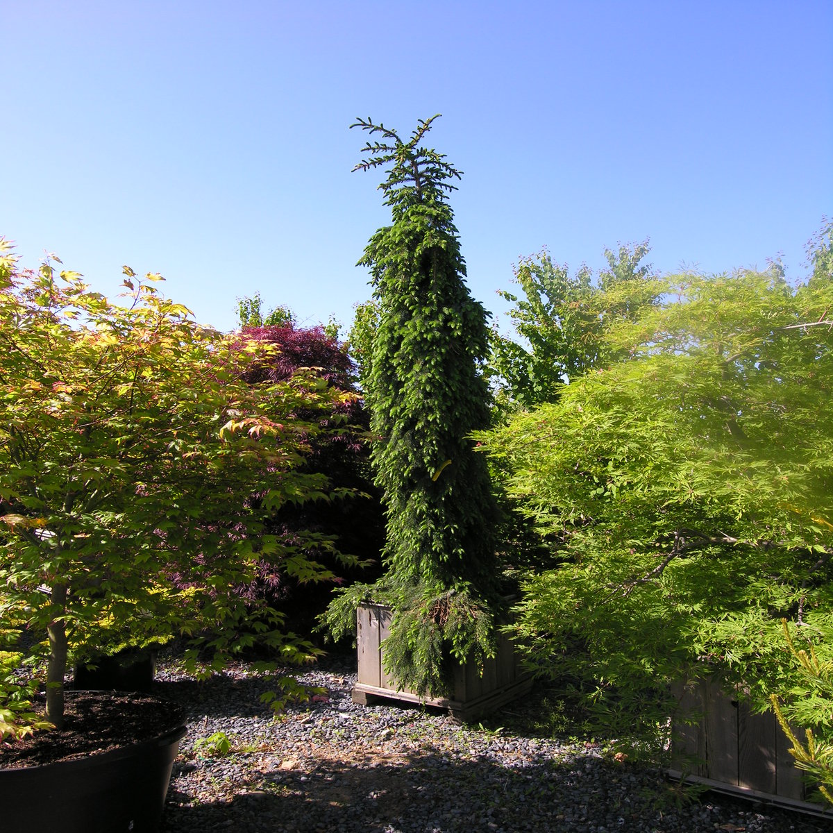 Picea Omorika Pendula Bruns Serbian Spruce | SiteOne