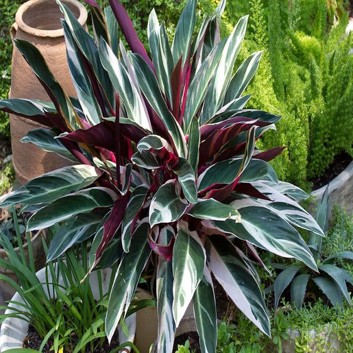 Stromanthe Sanguinea Tricolor Ginger | SiteOne