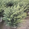 Taxus X Media Everlow Anglojap Yew | SiteOne