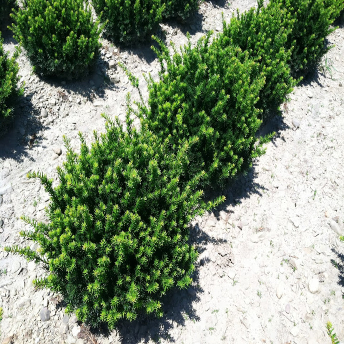 Taxus X Media Fairview Yew | SiteOne
