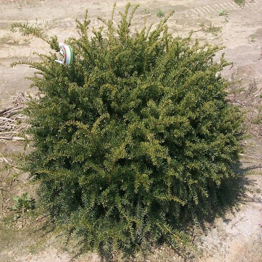 Taxus X Media Green Wave Yew | SiteOne