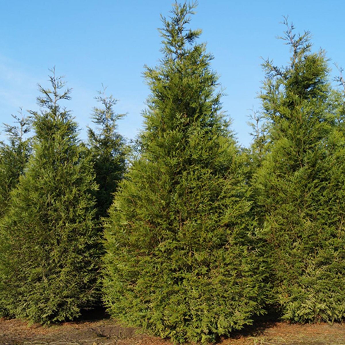 Thuja Plicata Atrovirens Western Red Cedar | SiteOne