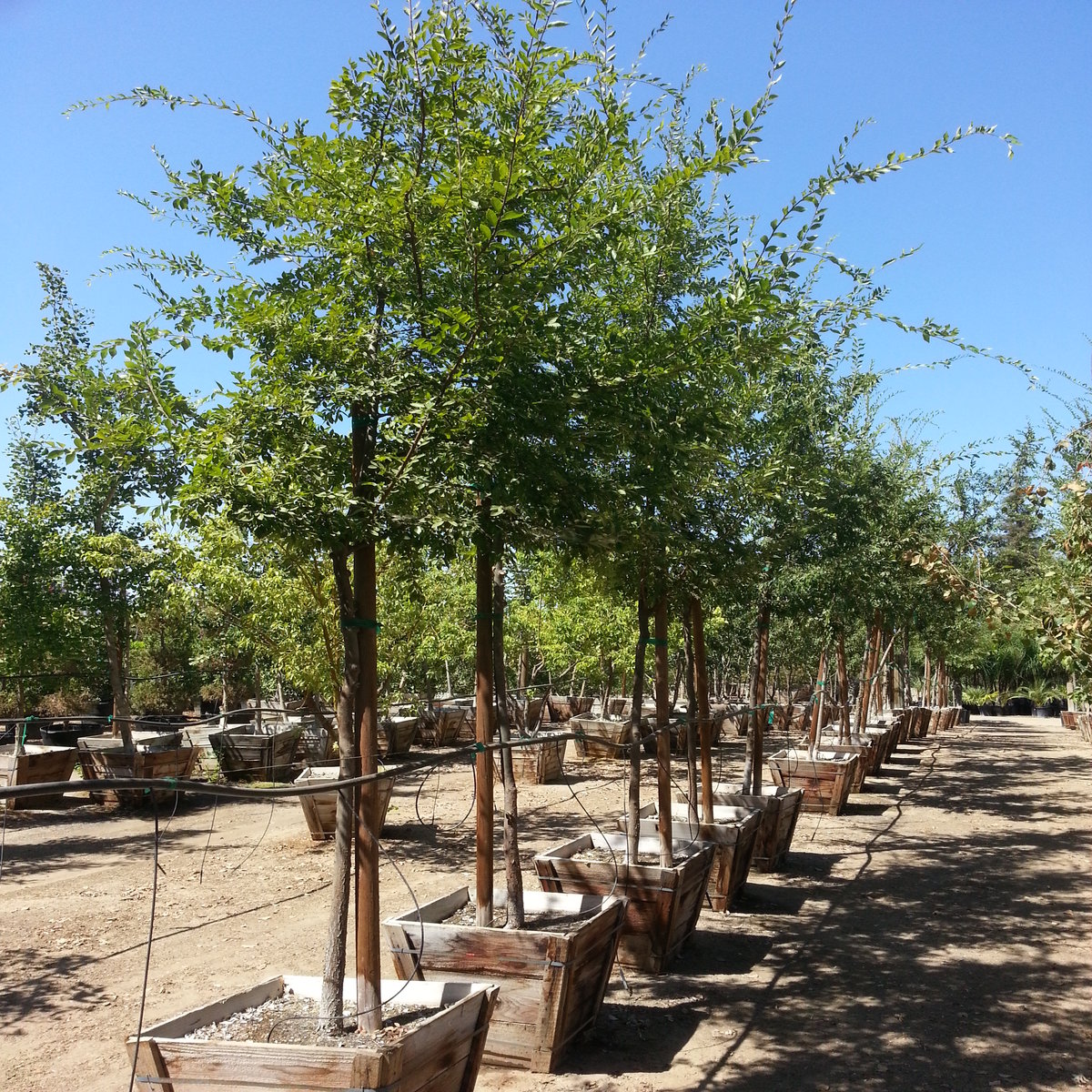 Ulmus Parvifolia True Green Chinese Elm | SiteOne