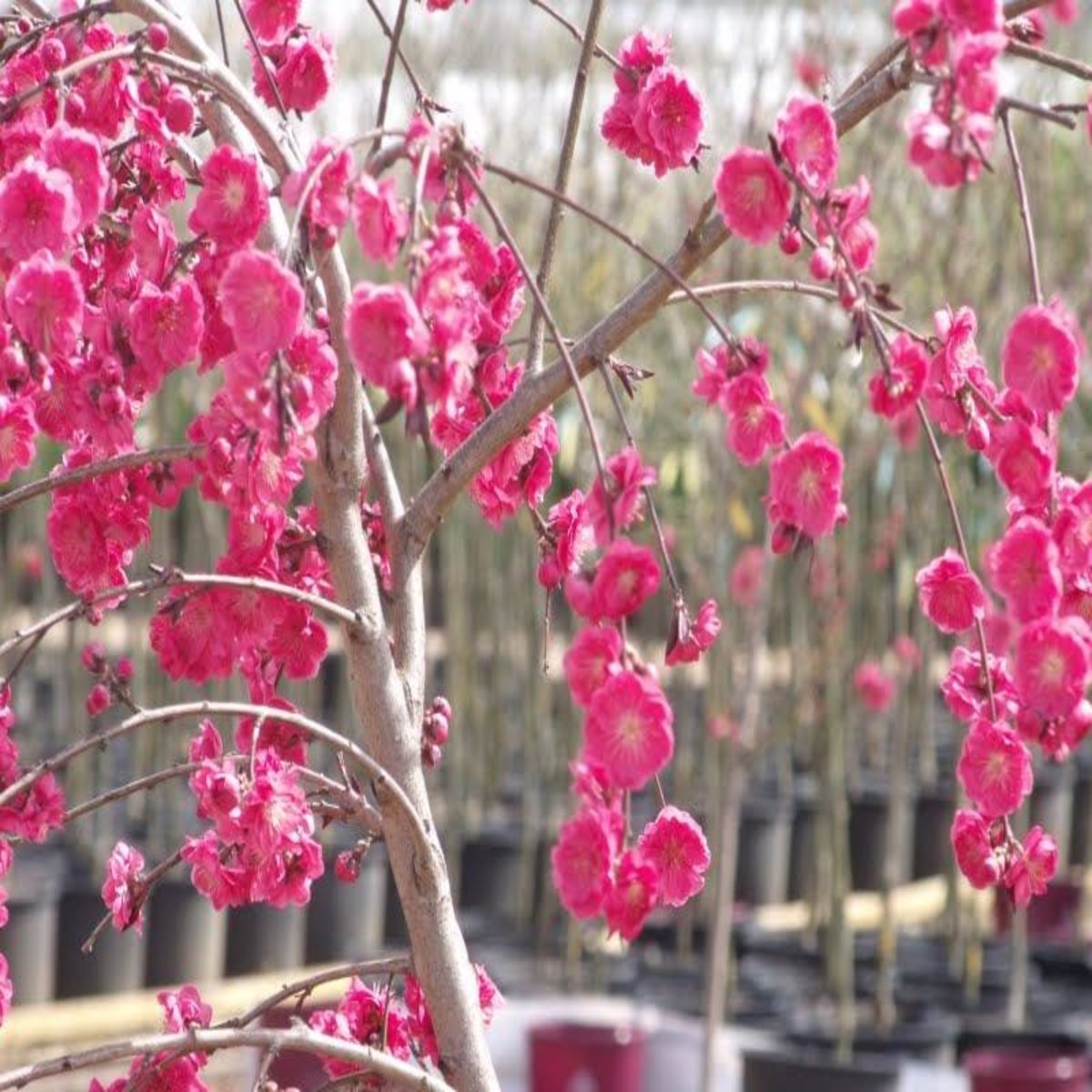 Prunus Persica Crimson Cascade Weeping Peach | SiteOne