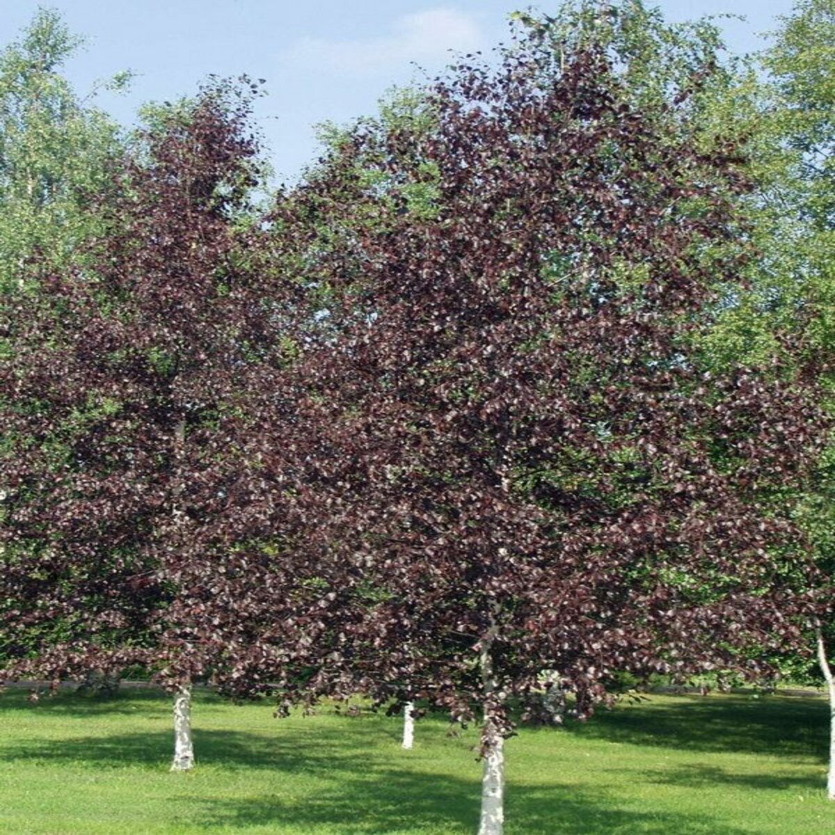 Betula X Royal Frost Birch | SiteOne
