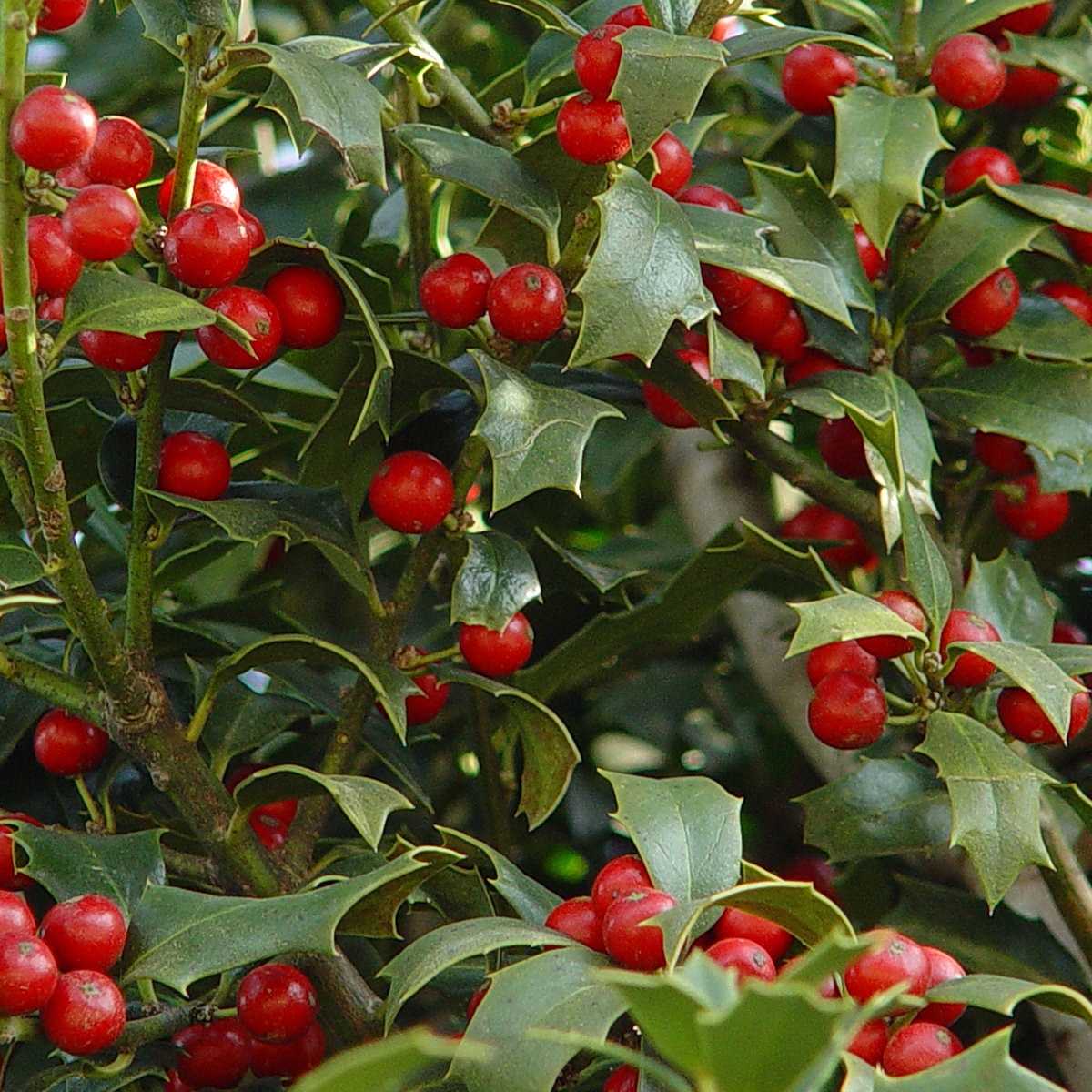 Ilex X Christmas Jewel Holly | SiteOne