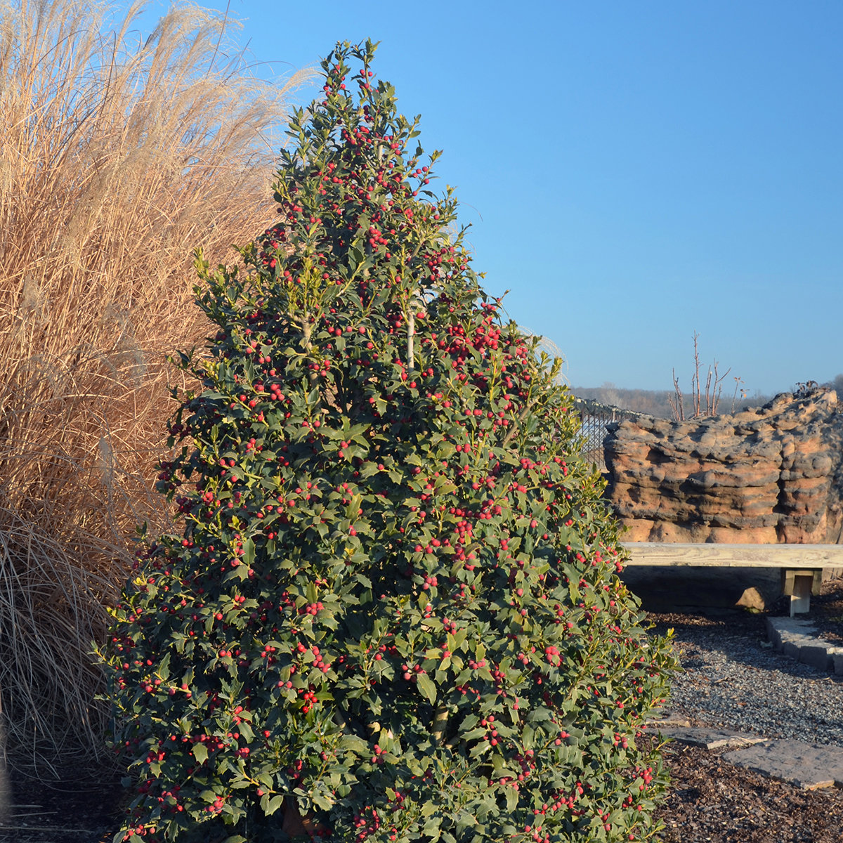 Ilex X Christmas Jewel Holly | SiteOne