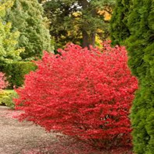 Euonymus Alatus Coles Compact Burning Bush | SiteOne