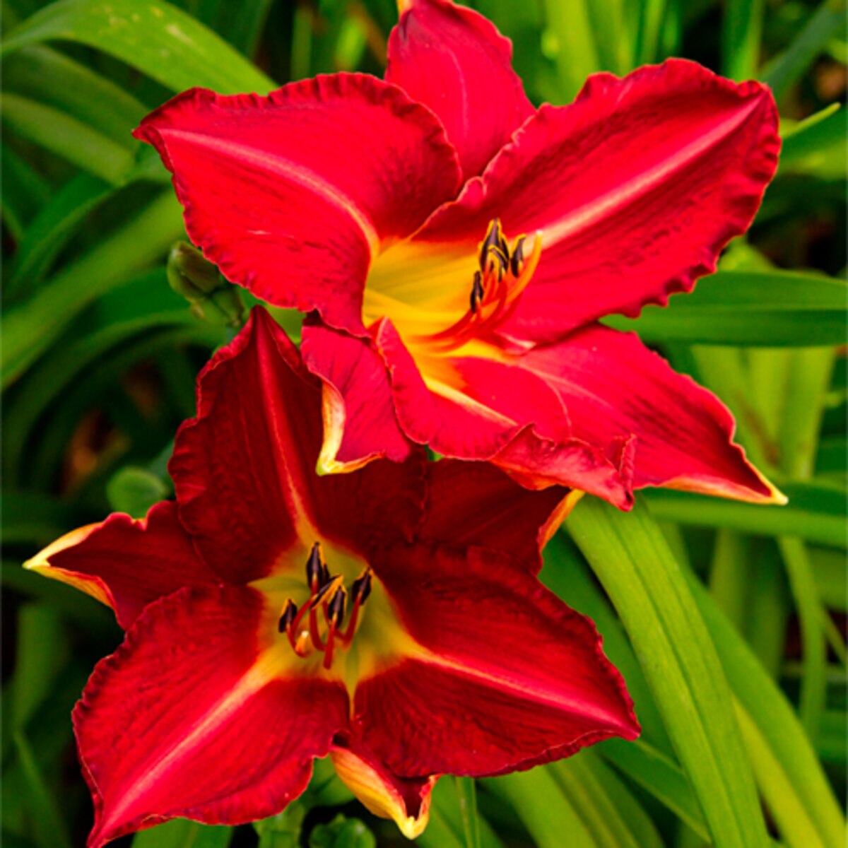 Hemerocallis X Red Razzmatazz Daylily | SiteOne