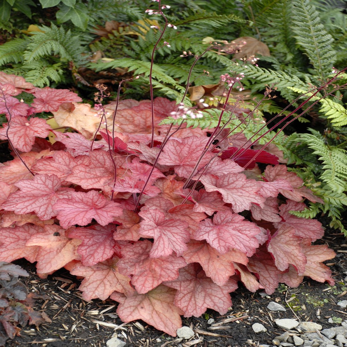 Heuchera x Georgia Peach Coral Bells | SiteOne