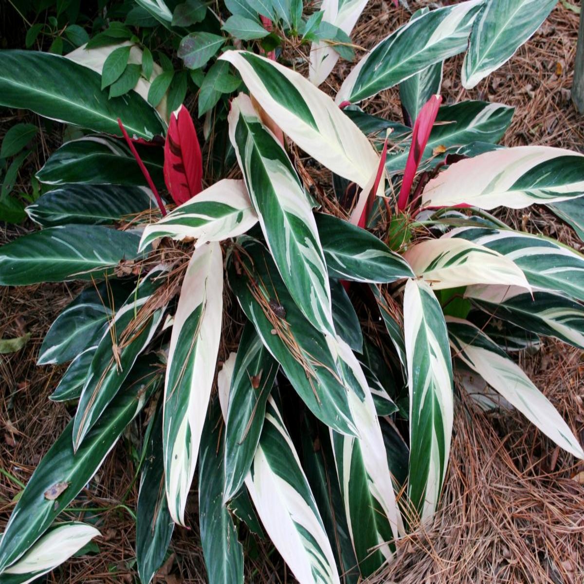 Stromanthe Sanguinea Tricolor (Triostar) Ginger | SiteOne