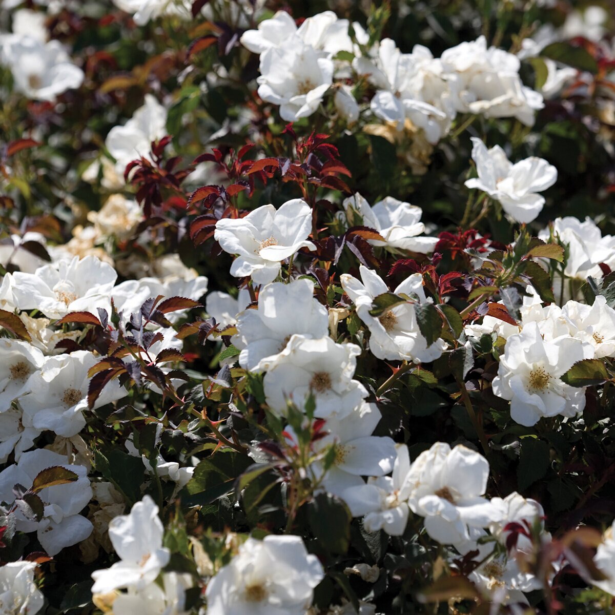 Rosa X White Knock Out Rose | SiteOne