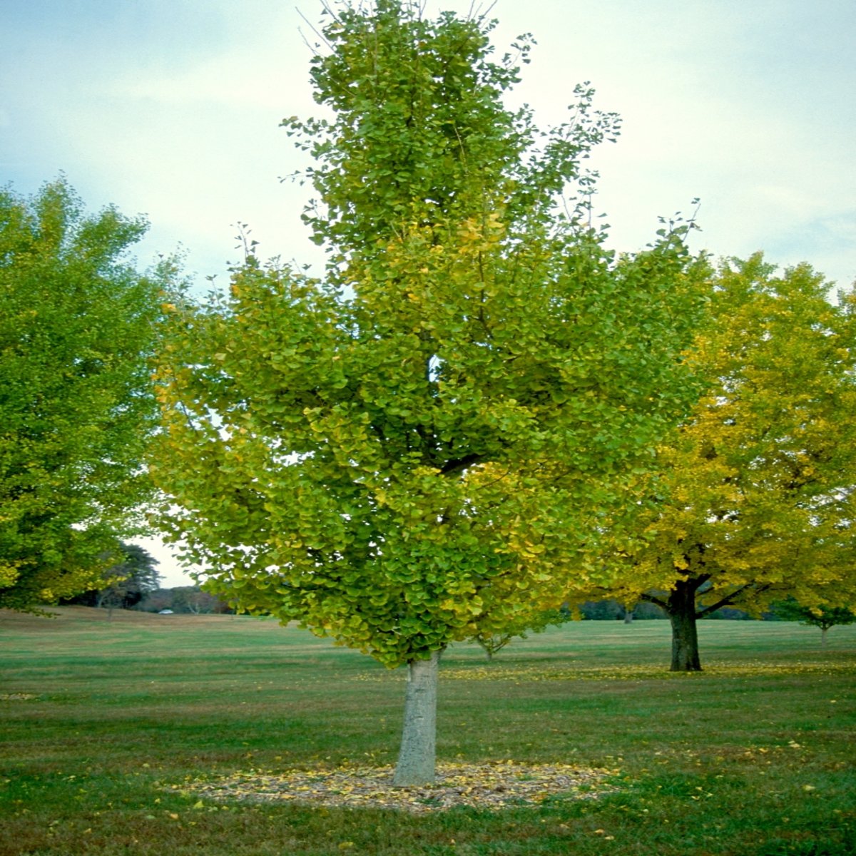 Ginkgo Biloba Princeton Sentry Maidenhair Tree | SiteOne