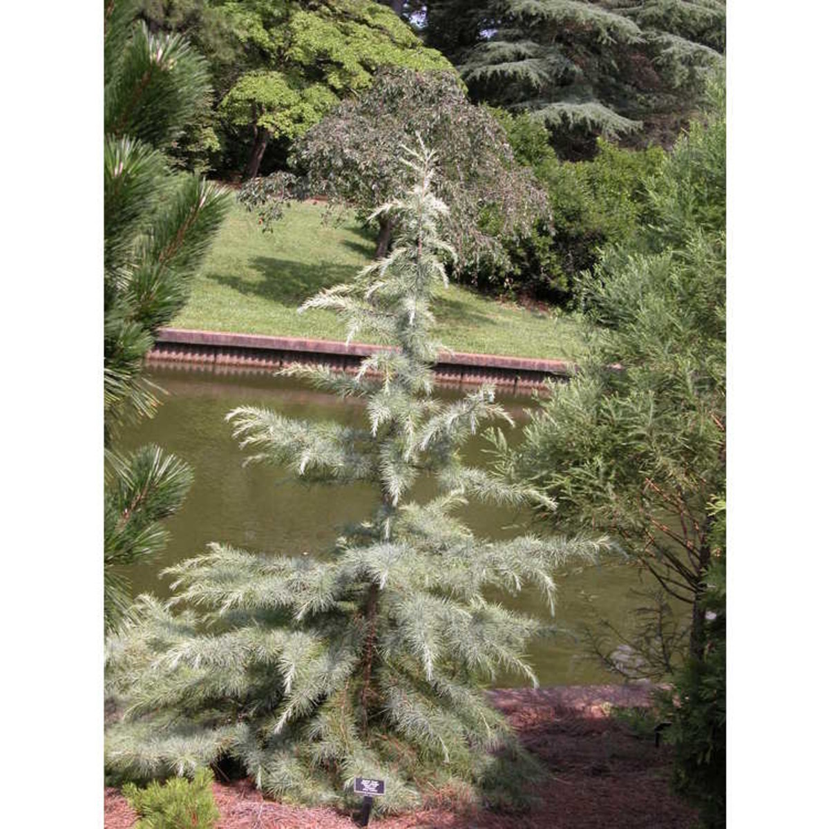 Cedrus Deodara Cream Puff Deodar Cedar | SiteOne