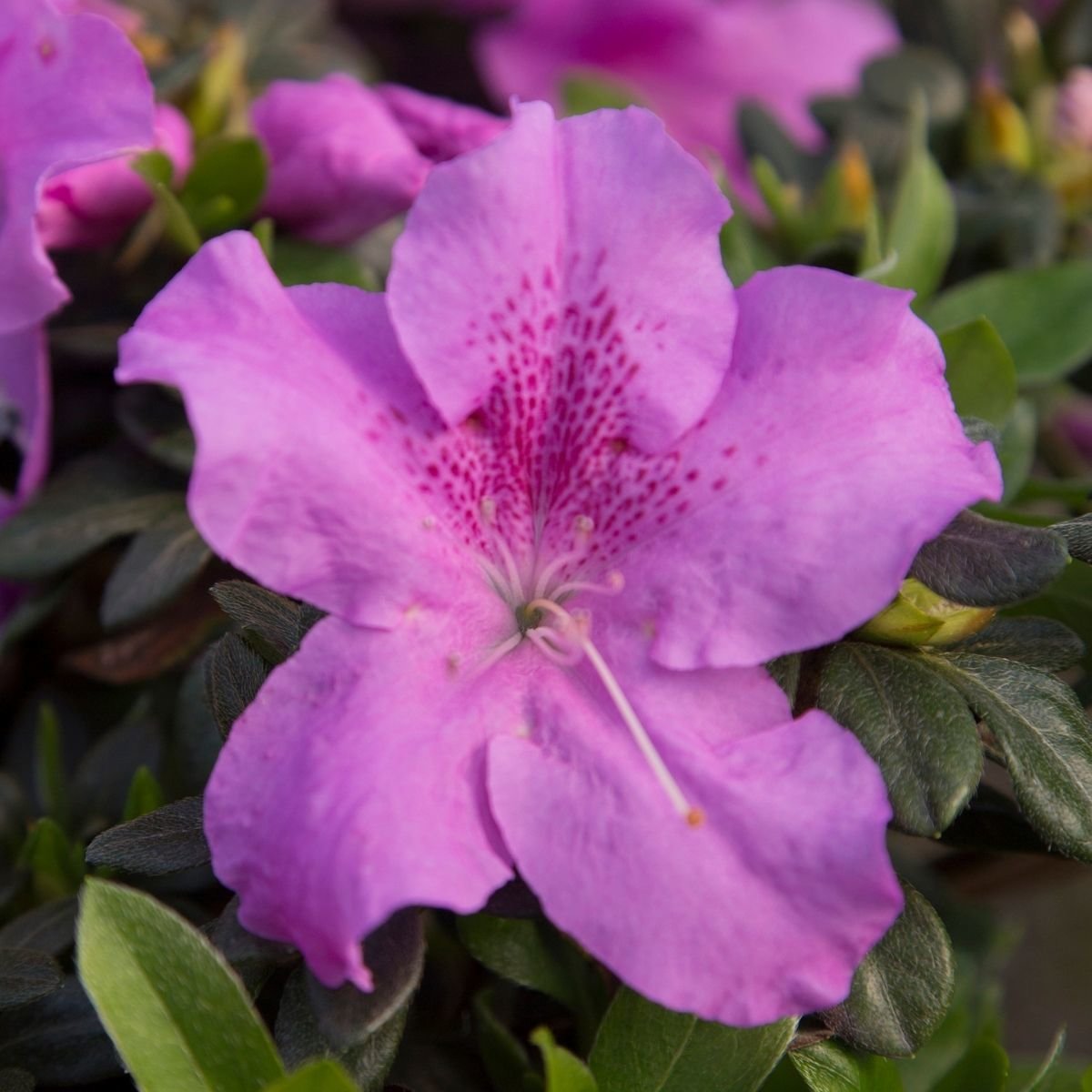 Rhododendron X Robles Autumn Lilac Encore Azalea | SiteOne