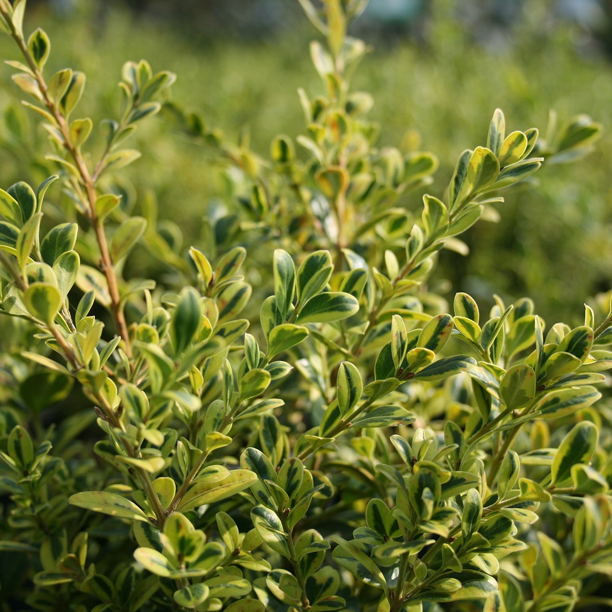 Buxus Microphylla Golden Dream Boxwood | SiteOne
