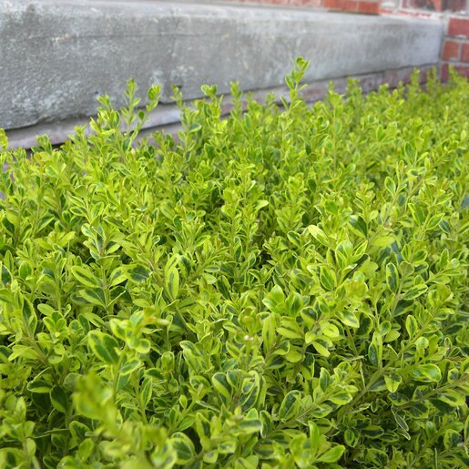 Buxus Microphylla Golden Dream Boxwood | SiteOne