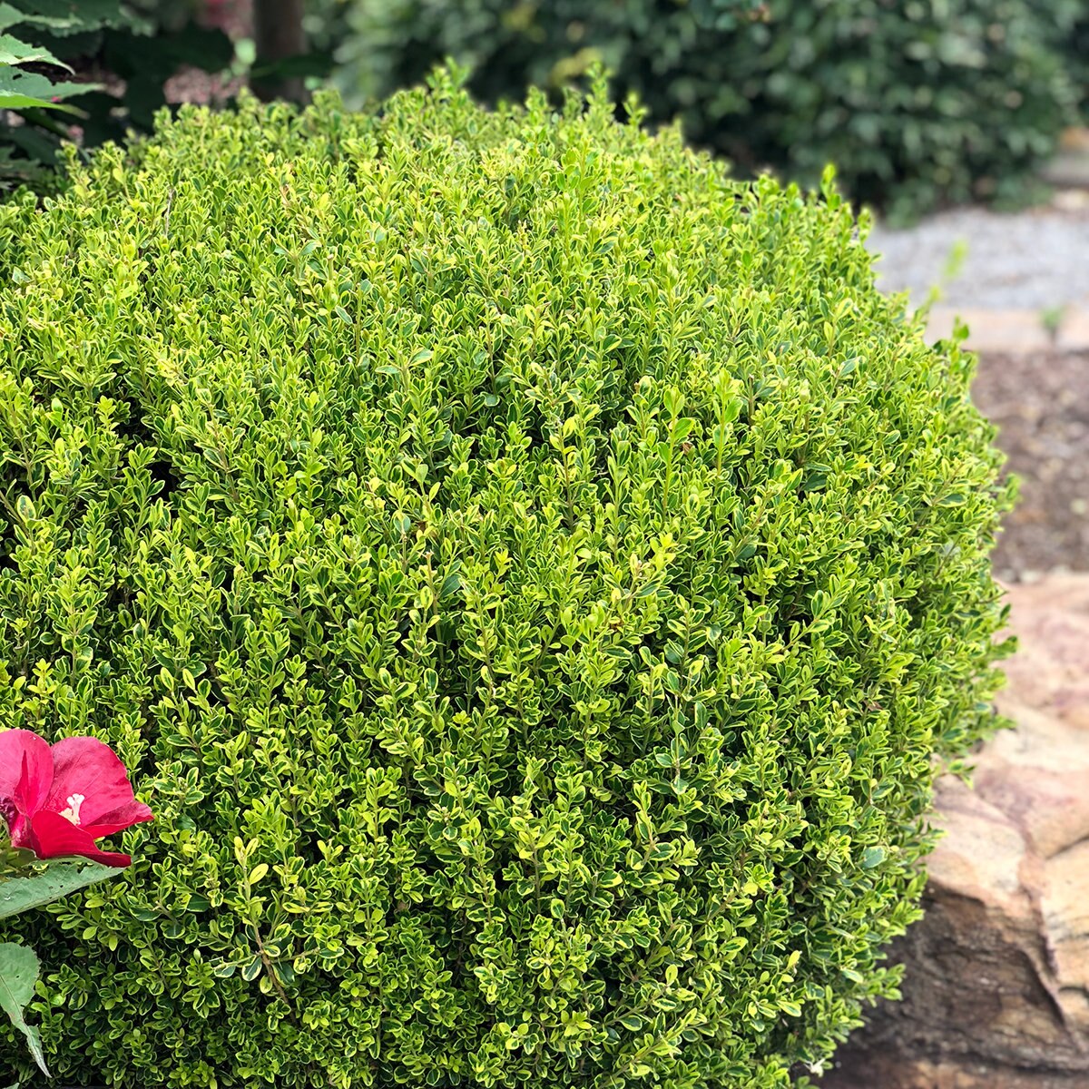 Buxus Microphylla Golden Dream Boxwood | SiteOne