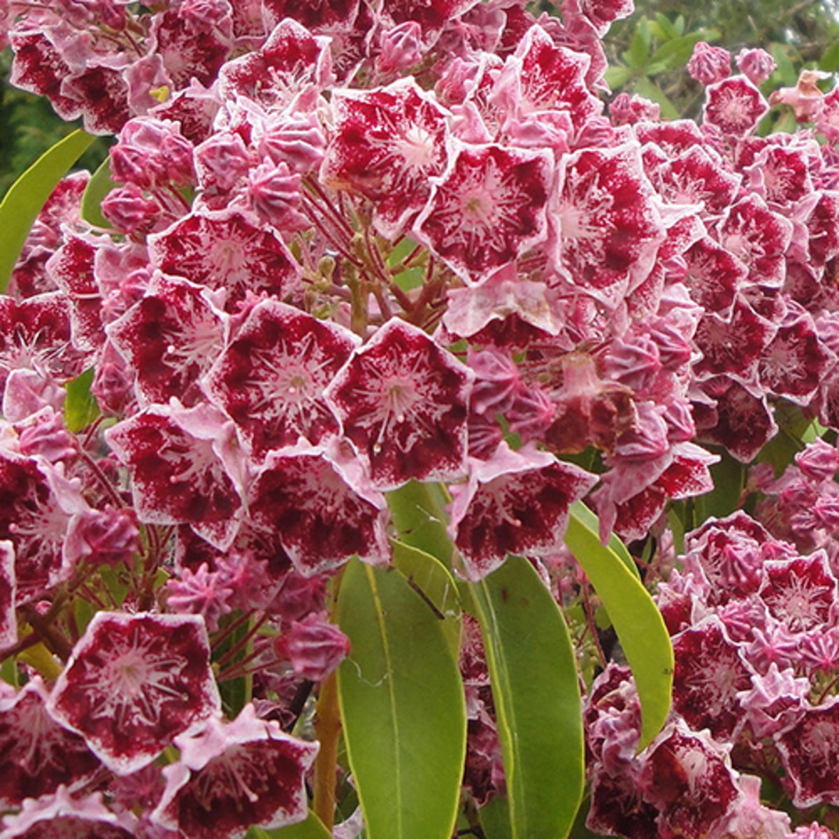 Kalmia Latifolia Nipmuck Mountain Laurel | SiteOne