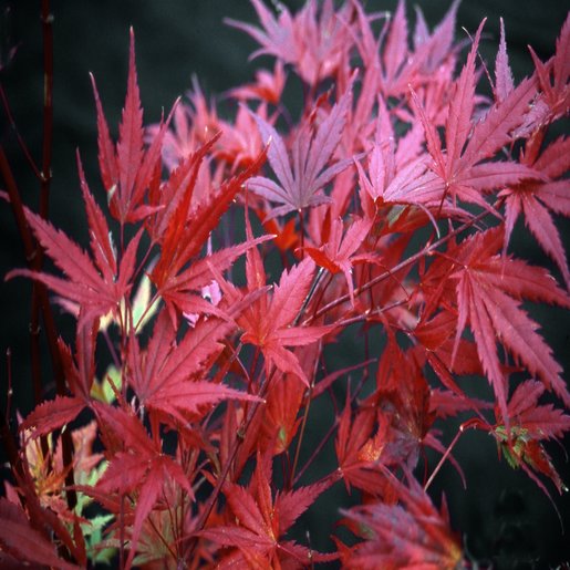 Acer Palmatum Glowing Embers Japanese Maple | SiteOne