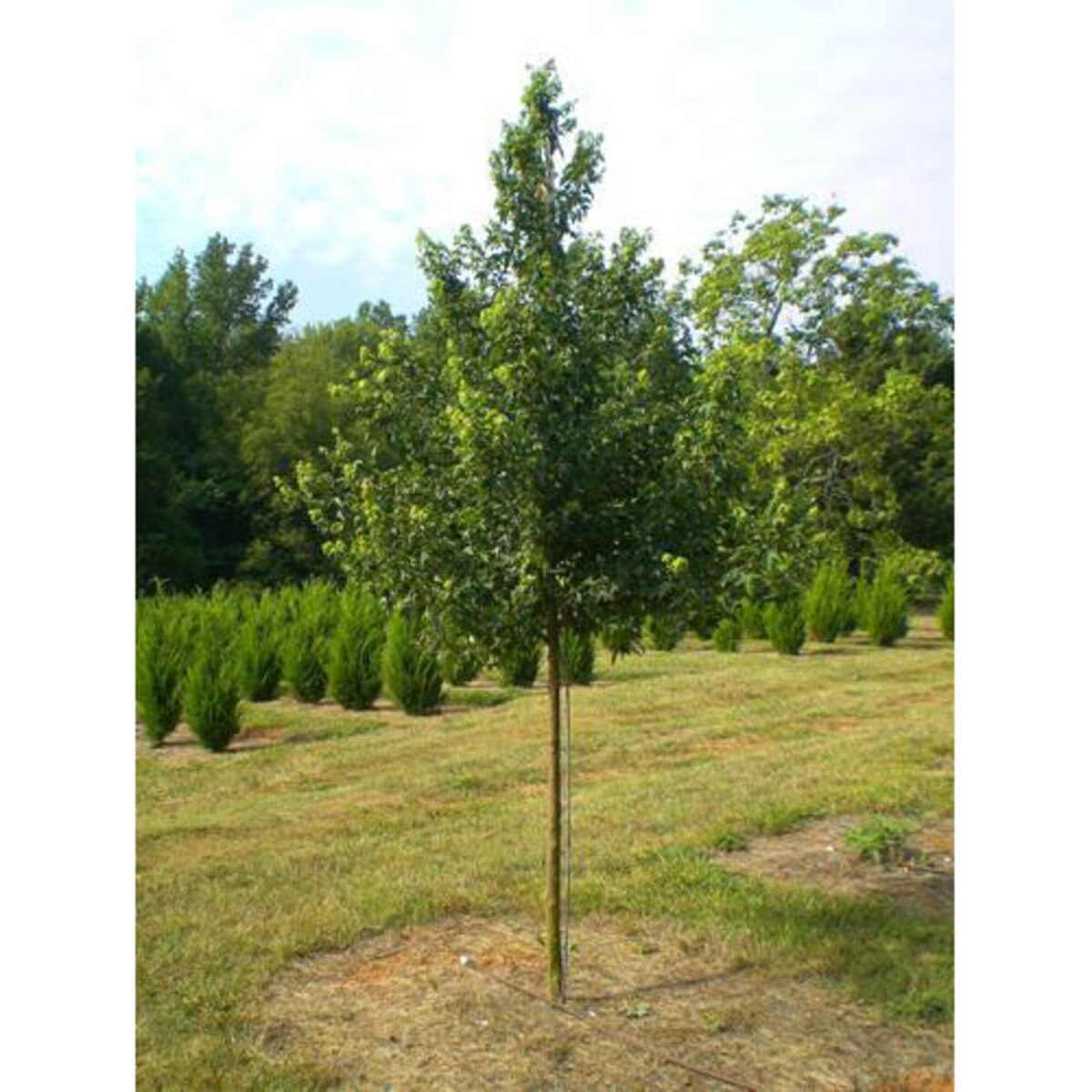Acer Buergerianum Aeryn Trident Maple | SiteOne