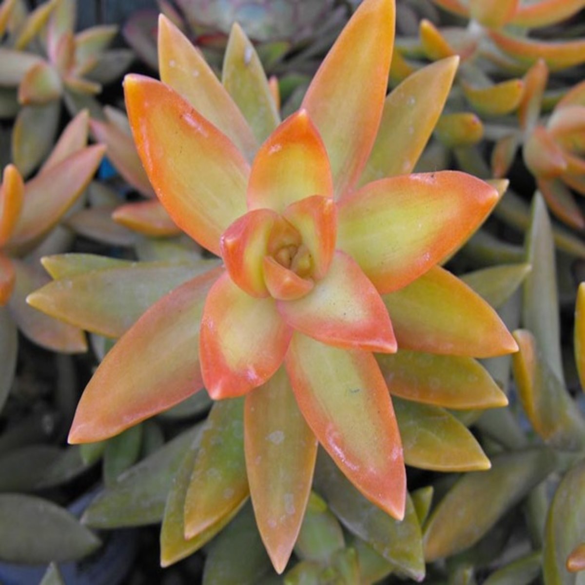 Sedum Nussbaumerianum Coppertone Stonecrop | SiteOne