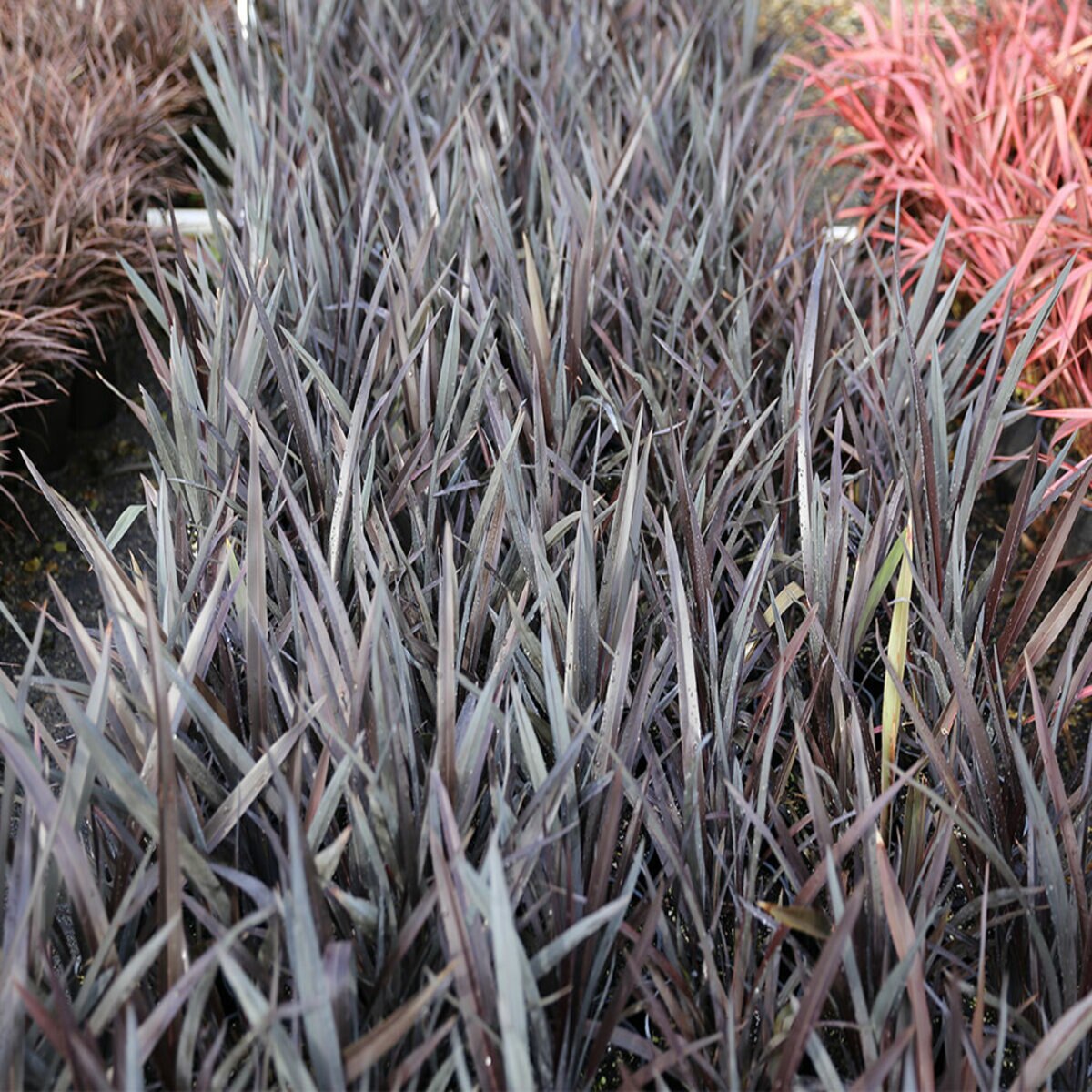 Phormium Tenax Black Rage New Zealand Flax | SiteOne