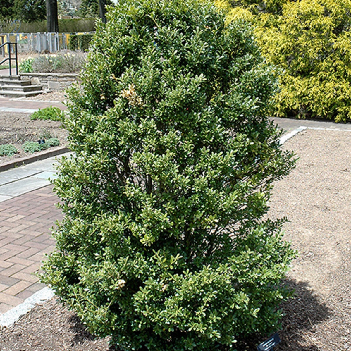 Ilex Crenata Excelsa Schwoebel Japanese Holly | SiteOne