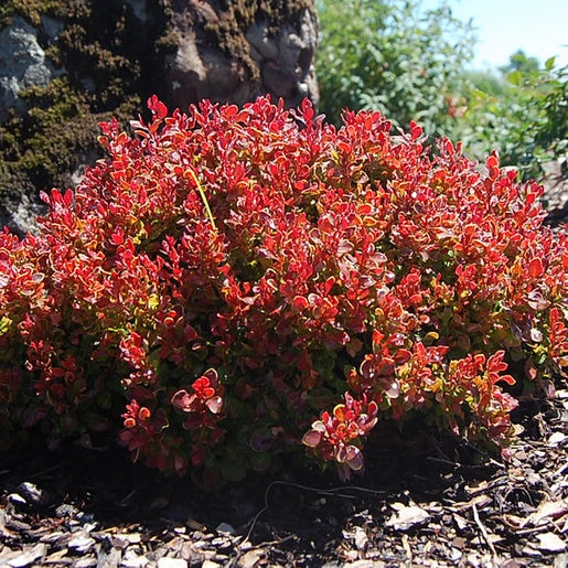 Berberis Thunbergii Goruzam Golden Ruby Japanese Barber | SiteOne