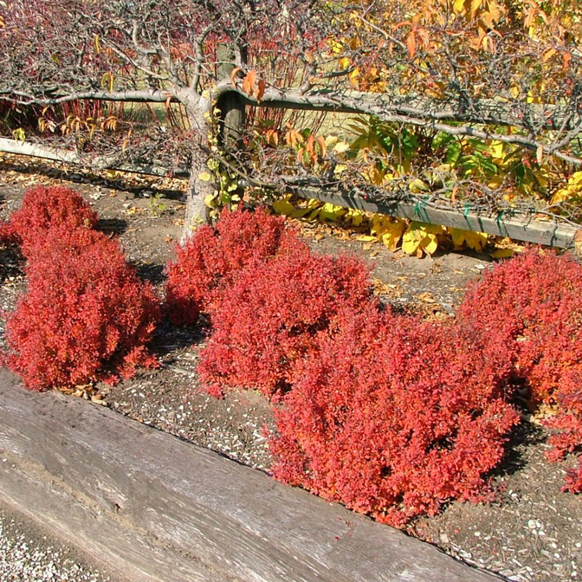 Berberis Thunbergii Goruzam Golden Ruby Japanese Barber | SiteOne