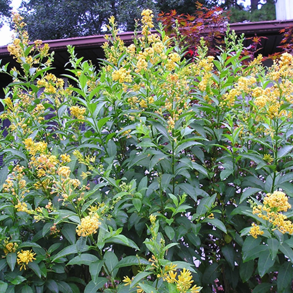Cestrum Aurantiacum Orange Zest Night-Blooming Jasmine | SiteOne