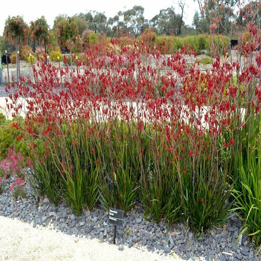 Anigozanthos X Big Red Kangaroo Paws | SiteOne