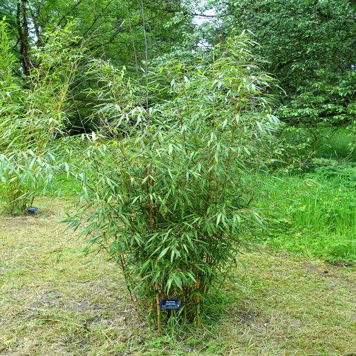 Fargesia Scabrida Clumping Bamboo | SiteOne